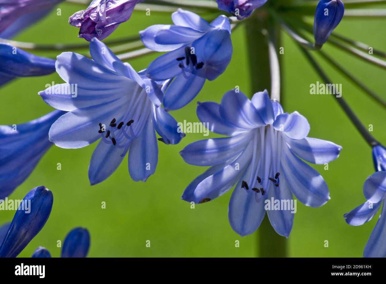 Flowers of African lily (Agapanthus sp.) borne on a umbel backlit by ...