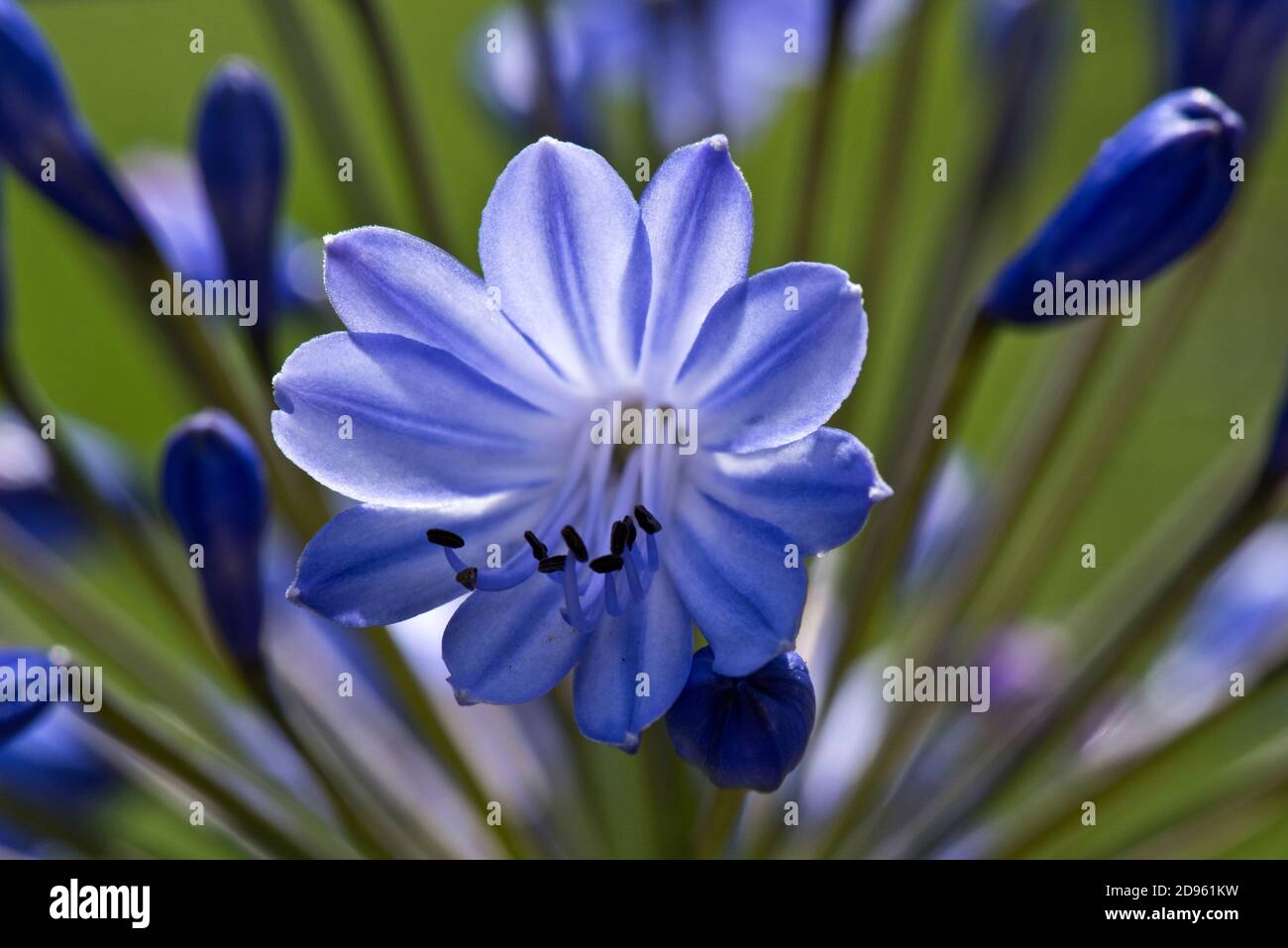 Flowers of African lily (Agapanthus sp.) borne on a umbel backlit by ...