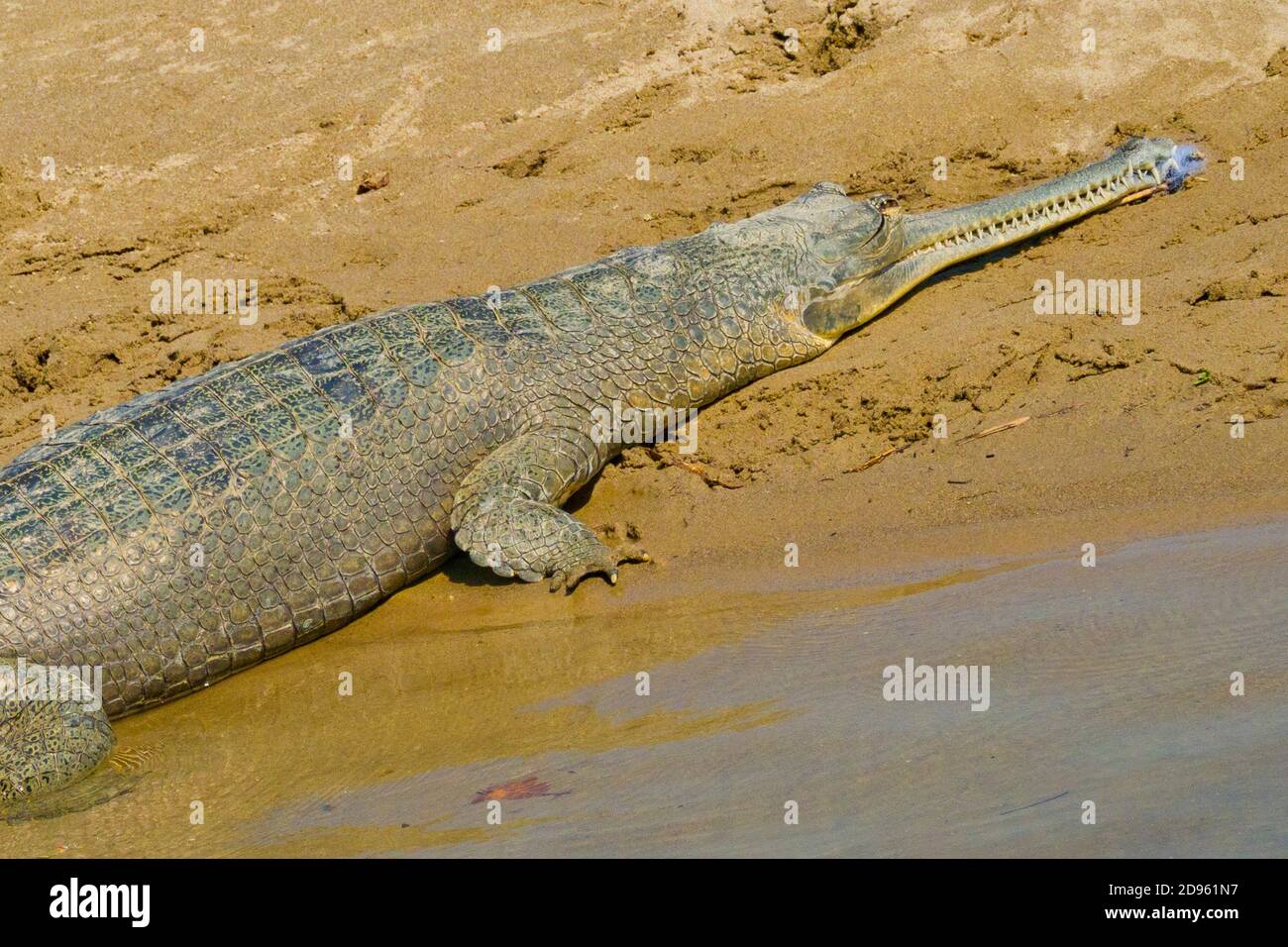 Gavial crocodile hi-res stock photography and images - Alamy