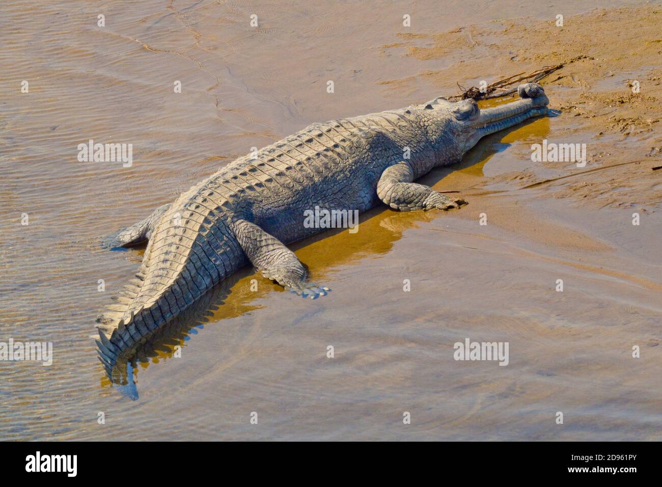 Gharial gavial fish eating crocodile hi-res stock photography and ...