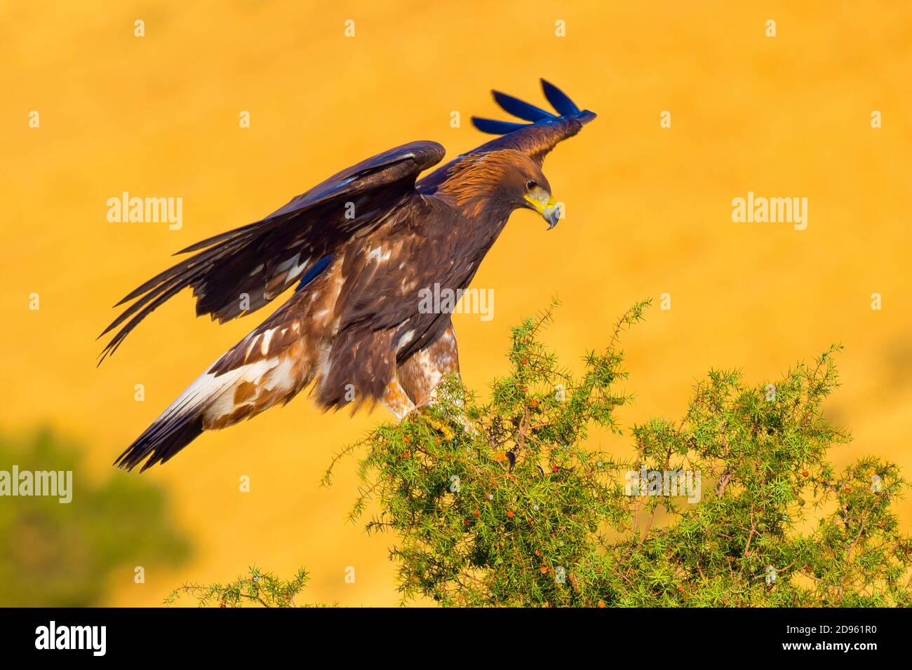Real Eagle High Resolution Stock Photography and Images - Alamy