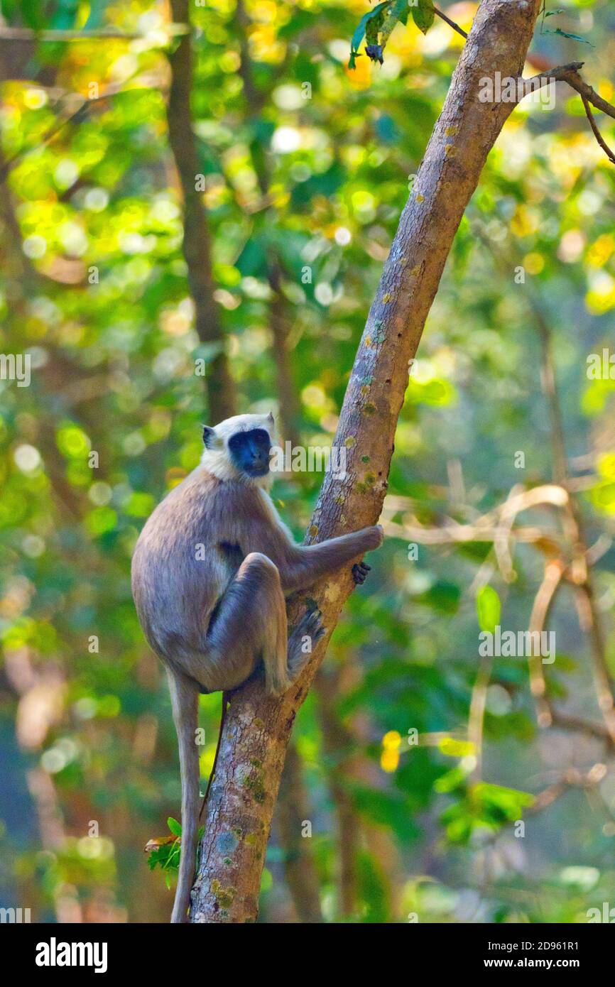 Tarai High Resolution Stock Photography and Images - Alamy