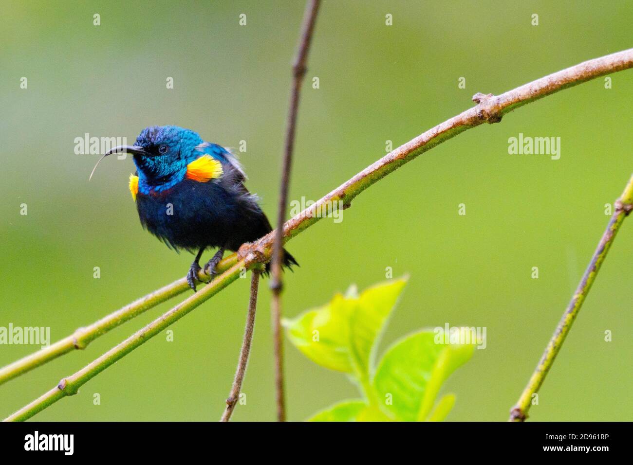 Purple sunbird hi-res stock photography and images - Alamy