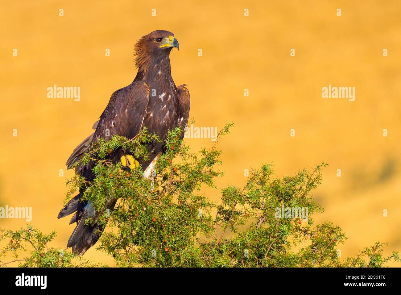 Real eagle hi-res stock photography and images - Alamy