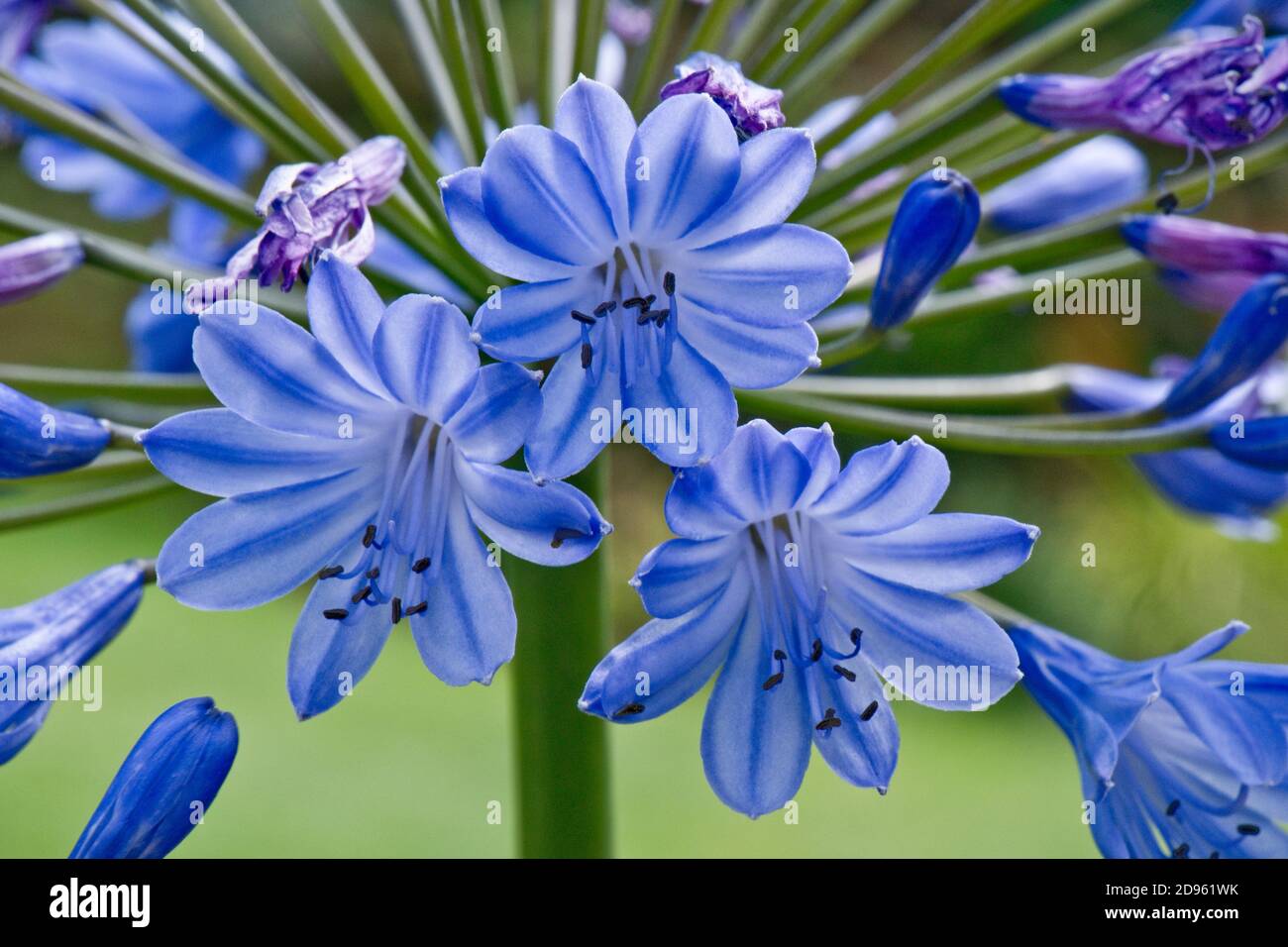 Flowers of African lily (Agapanthus sp.) borne on a umbel backlit by ...