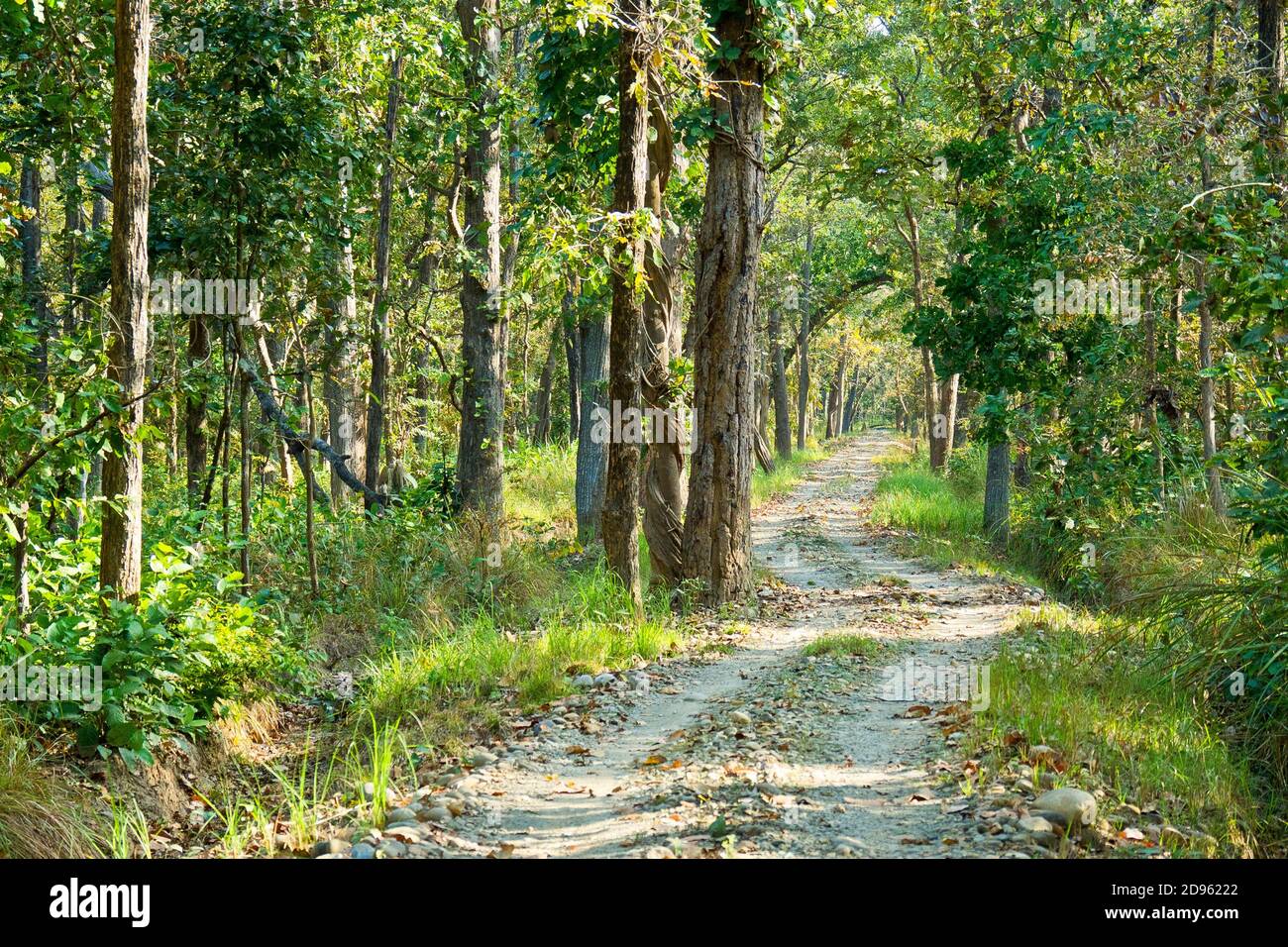 Sal forest ecosystem hi-res stock photography and images - Alamy