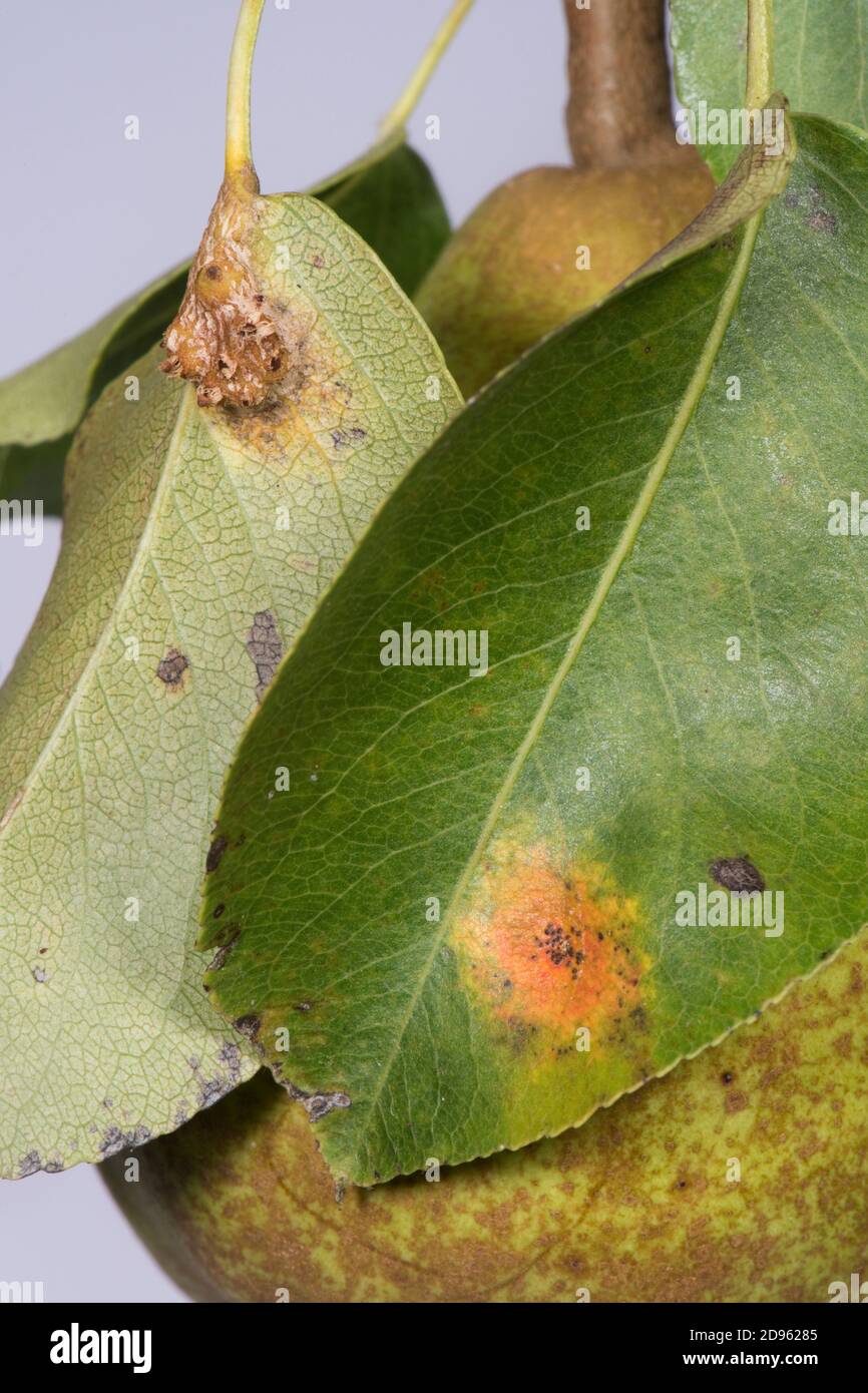 European pear rust or pear trellis rust (Gymnosporangium sabinae ...