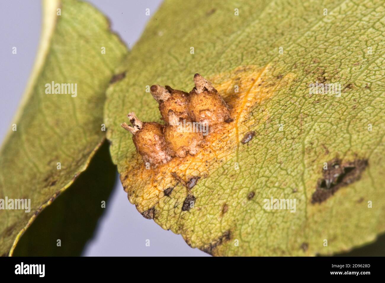European pear rust or pear trellis rust (Gymnosporangium sabinae ...