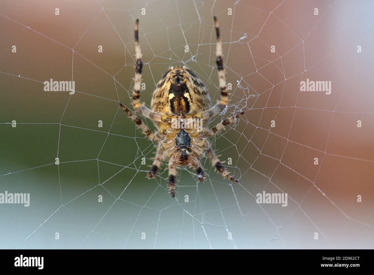 Real webspider hi-res stock photography and images - Alamy