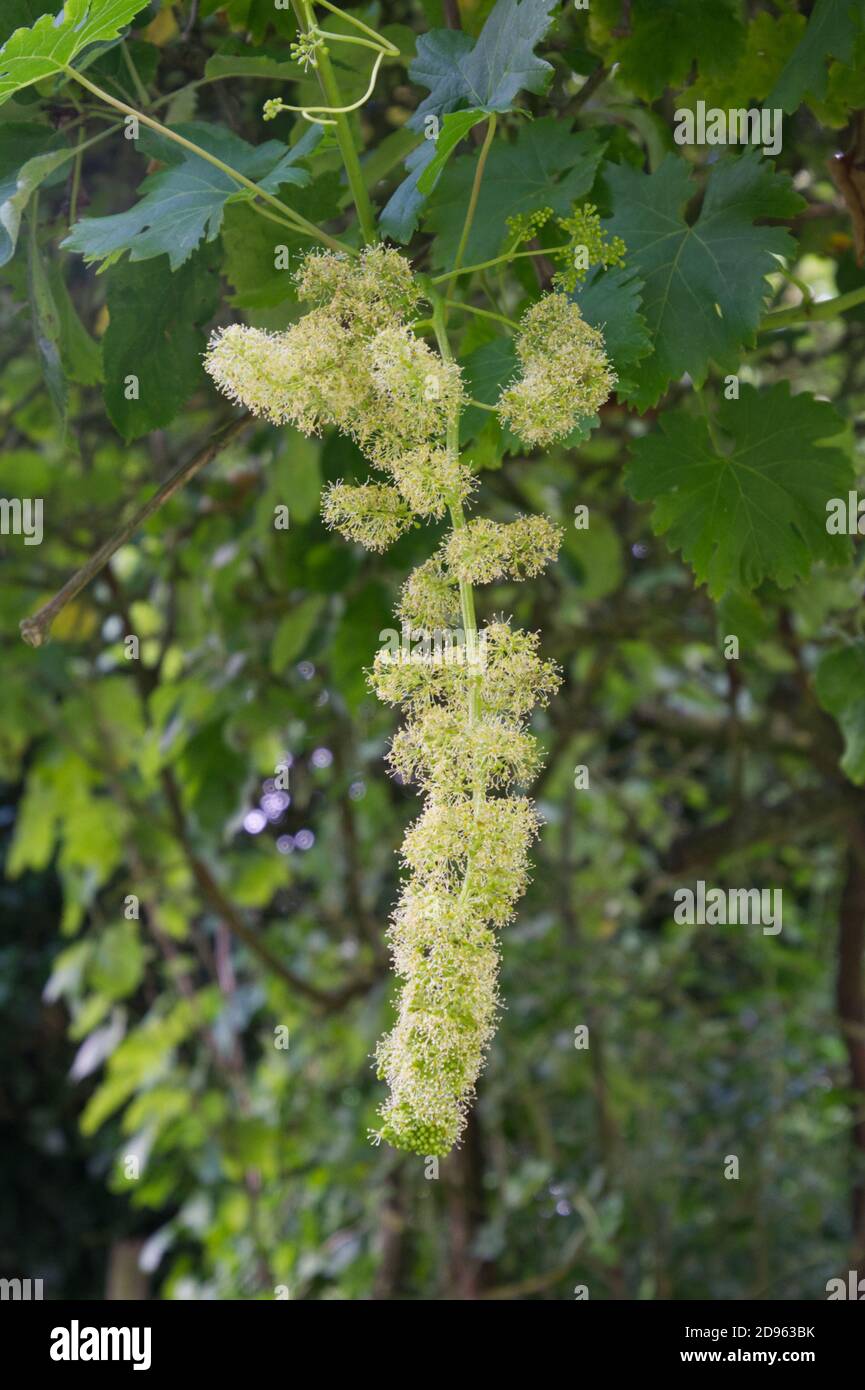 Grapevine in flower Stock Photo - Alamy