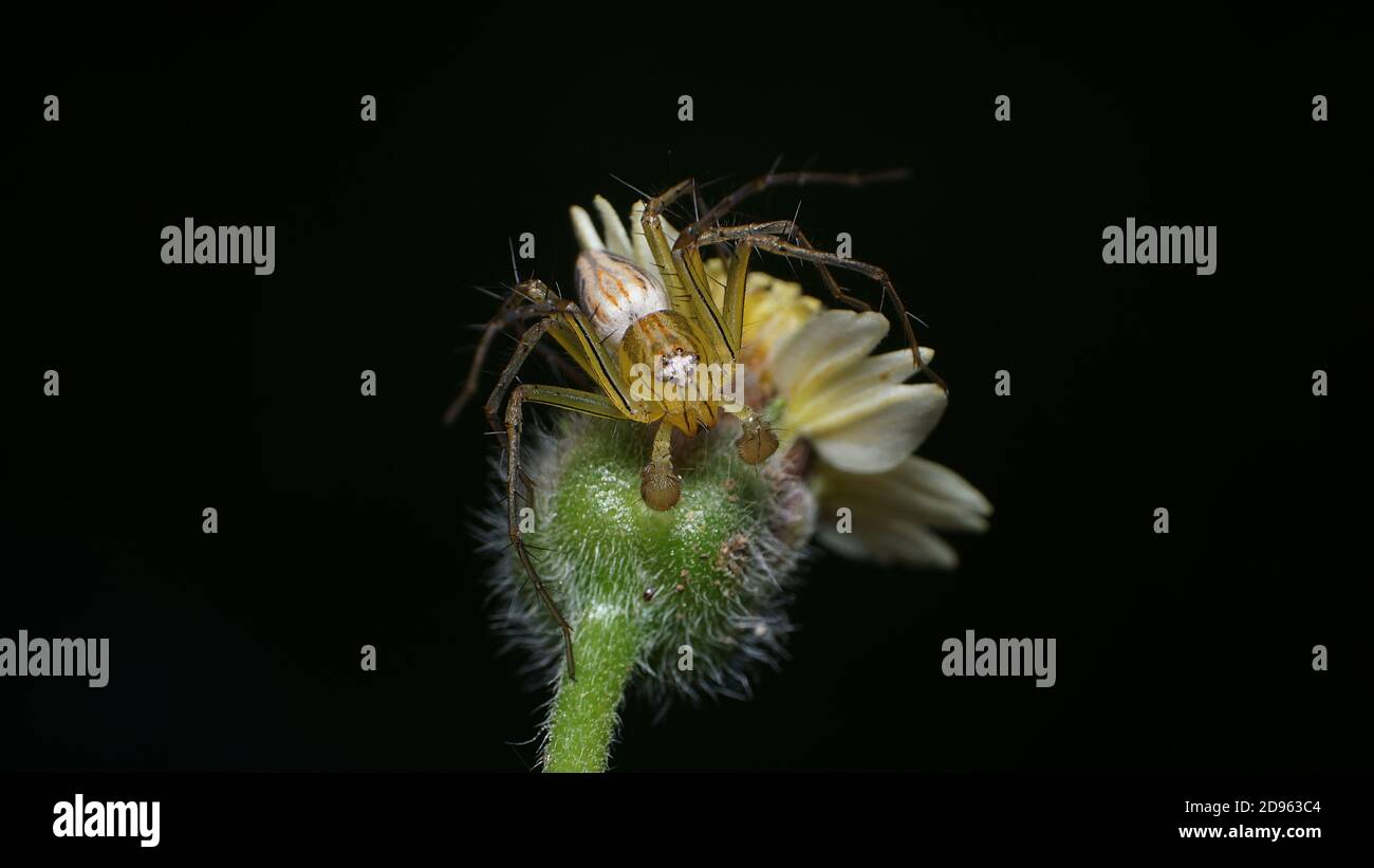 insects in the rainy season around the house in the rice fields of ...