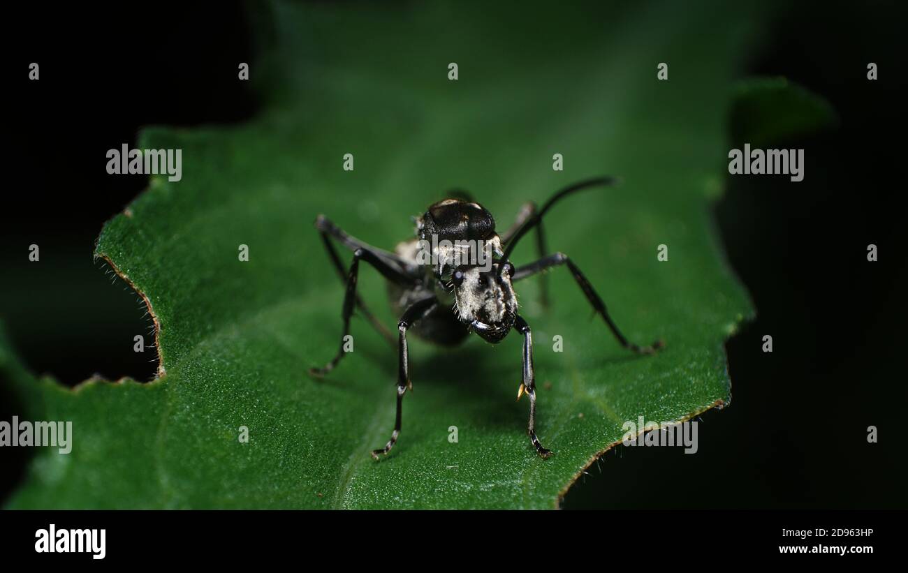 insects in the rainy season around the house in the rice fields of ...
