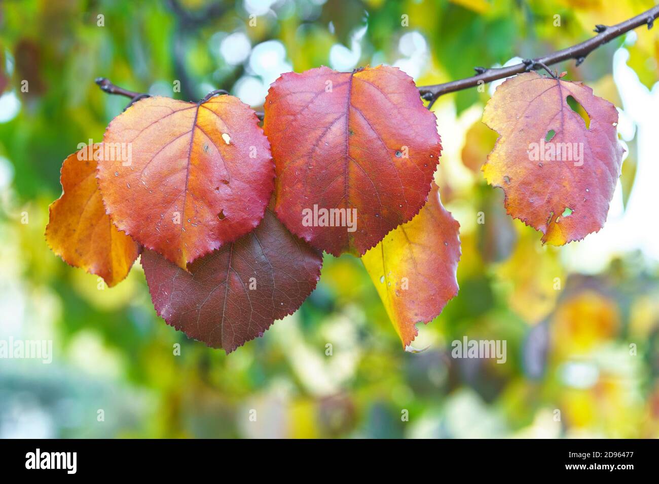 Colorful leaves on tree branch, close up, soft selective focus. Mid ...