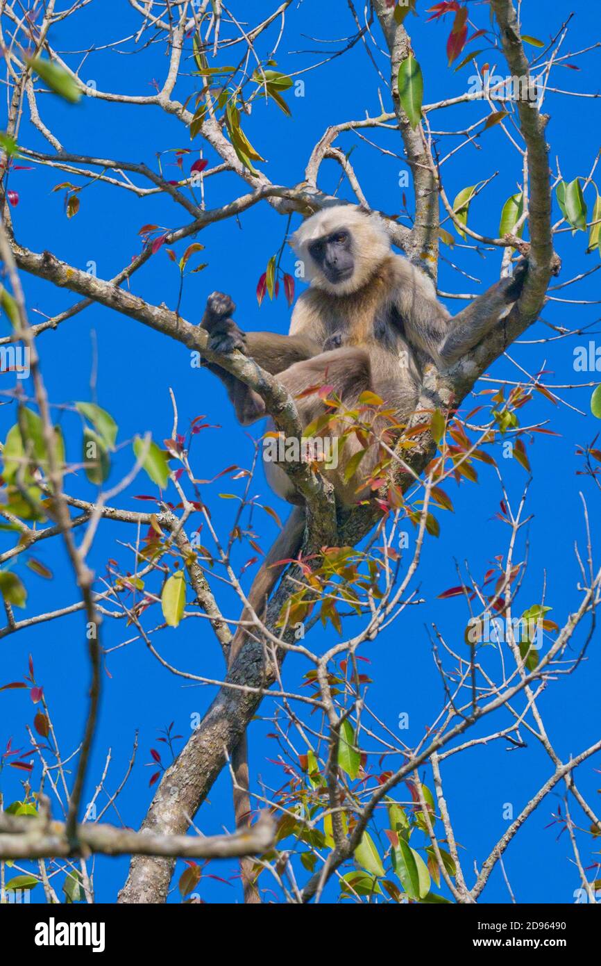 Tarai hi-res stock photography and images - Alamy