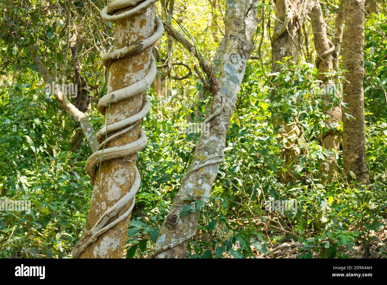 Biodiversity of nepal hi-res stock photography and images - Alamy