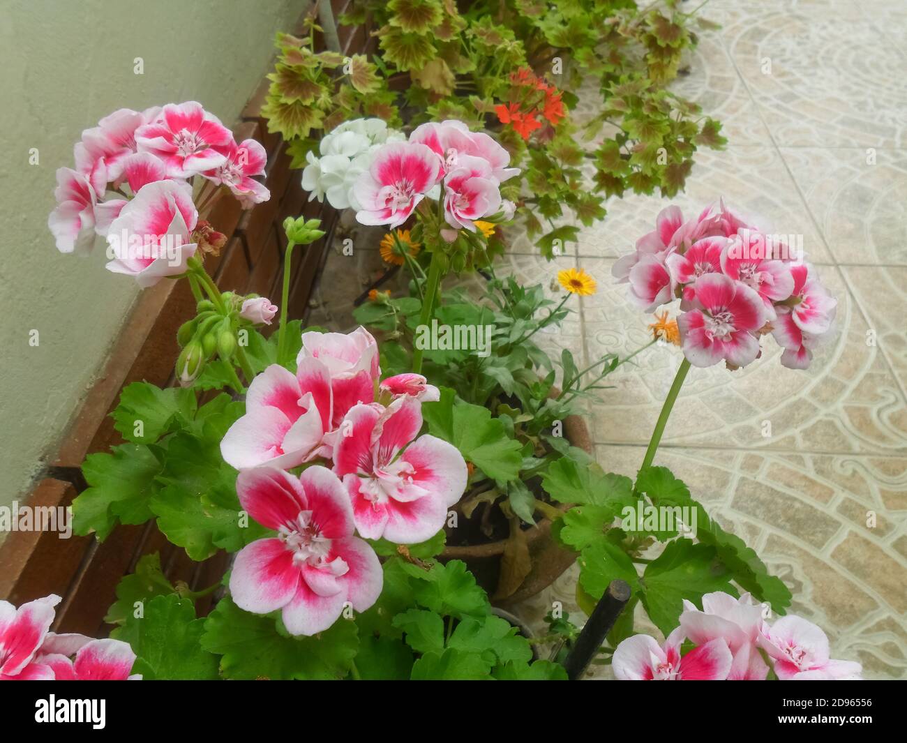 Closeup of potted pink and white garden geranium on the floor under the ...