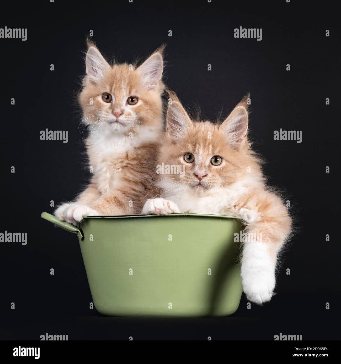 Two adorable fluffy Maine Coon cat kittens, sitting together in green ...