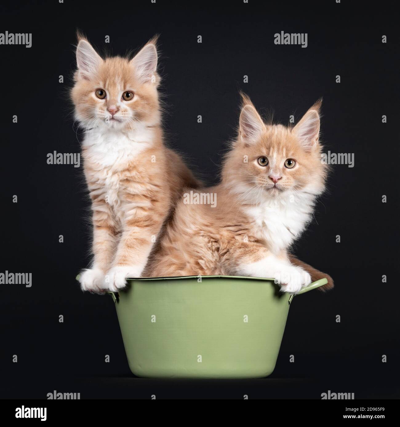 Two adorable fluffy Maine Coon cat kittens, sitting together in green ...