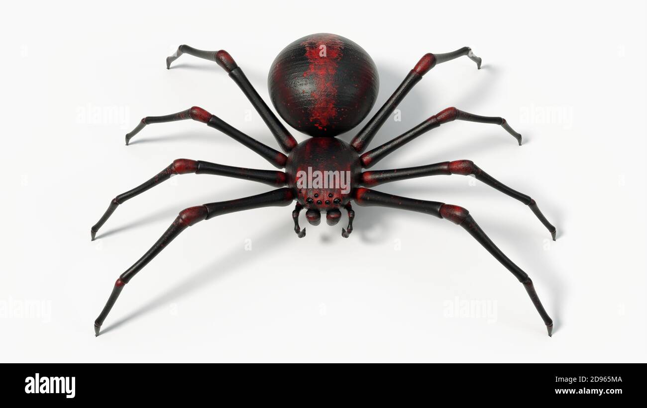 black spider with red skin details. suitable for horror, halloween ...