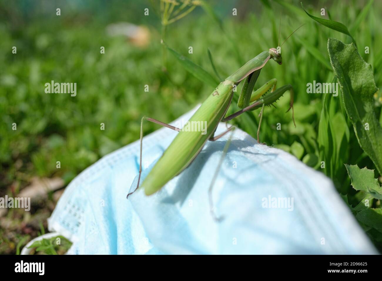 Praying mantis living on discarded used medical face mask Waste ...