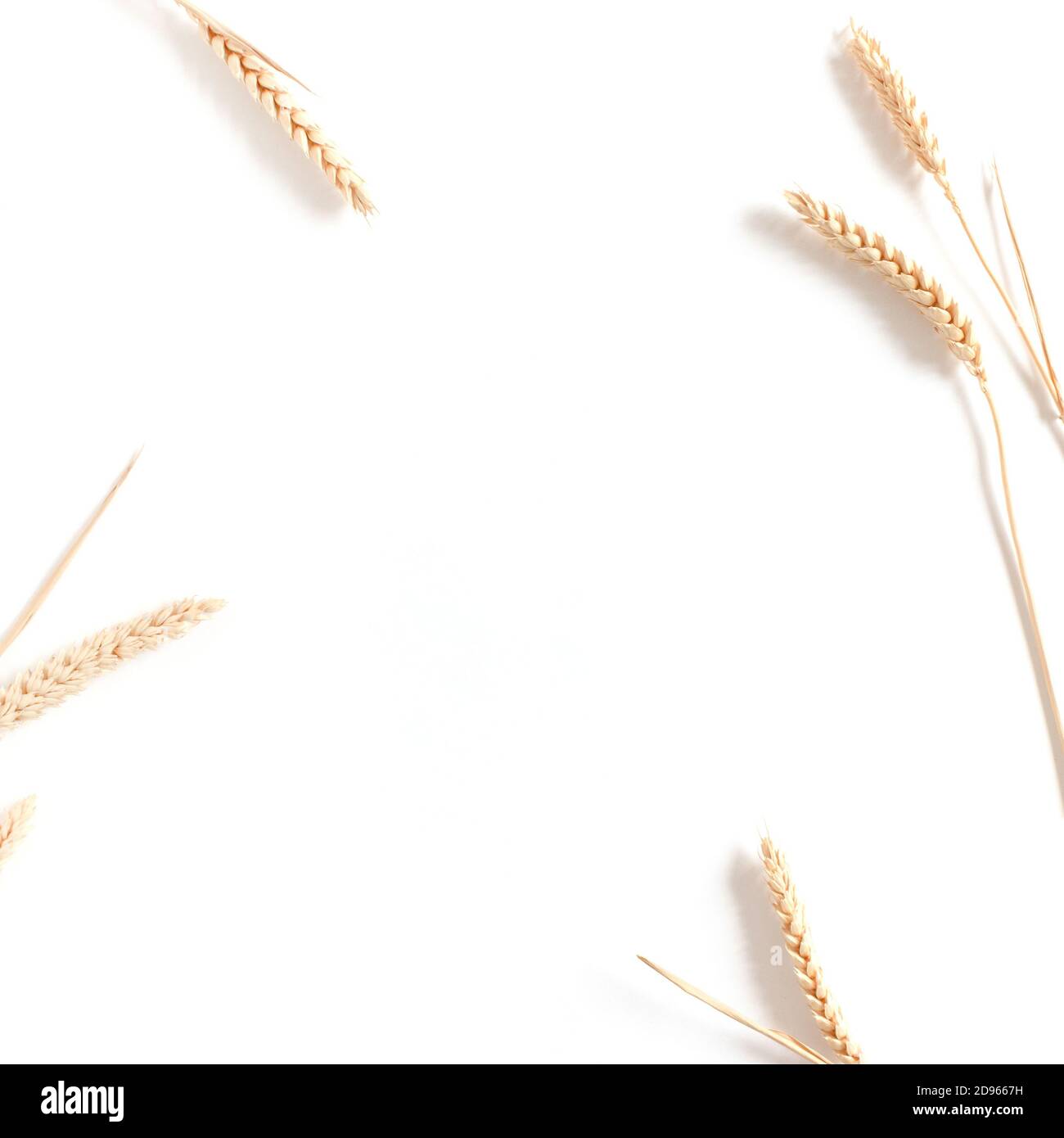 Border frame made of wheat spikelets isolated Stock Photo - Alamy