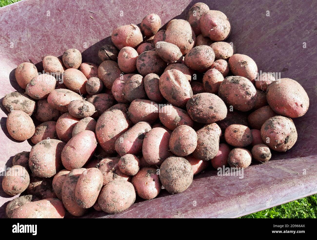 Setanta potatoes hi-res stock photography and images - Alamy