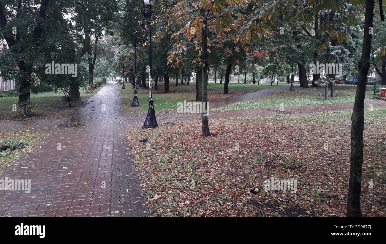 Wet park after autumn the rain Stock Photo - Alamy