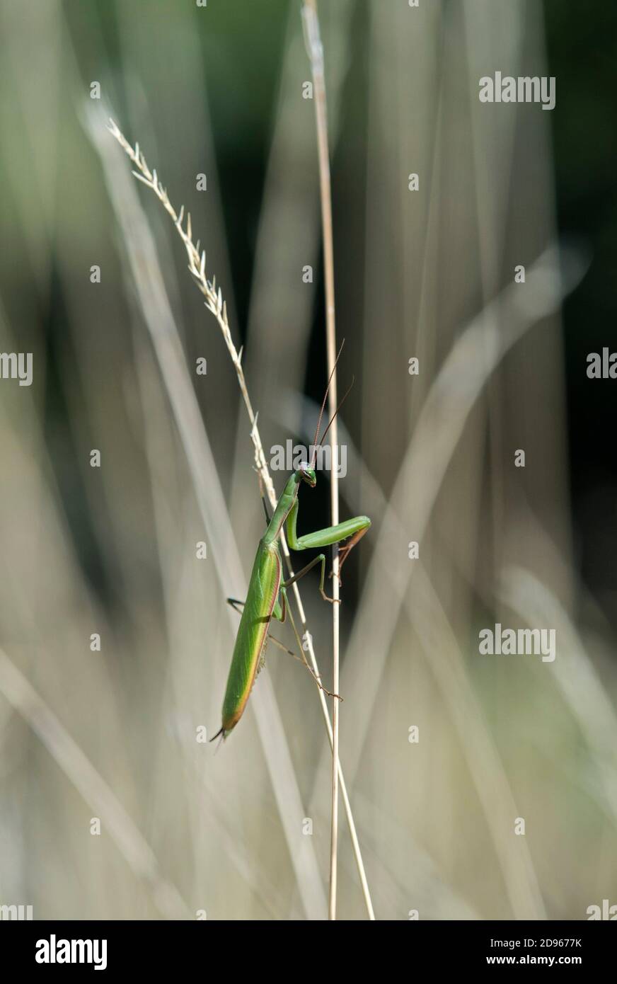 Mantodea in nature hi-res stock photography and images - Alamy