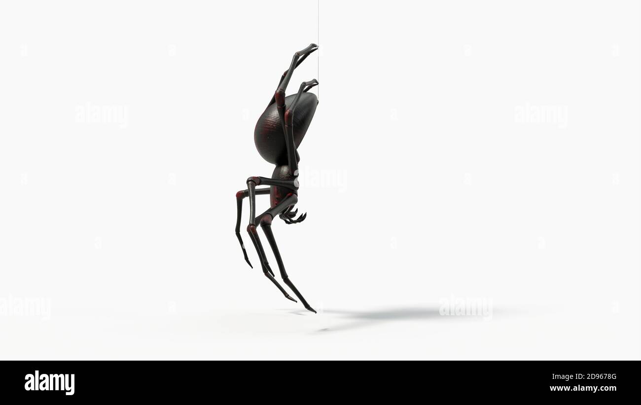 hanging black spider. with red skin details. suitable for horror ...