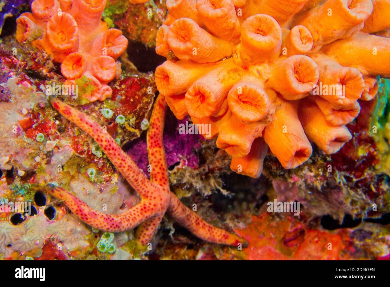 Starfish coral reef hi-res stock photography and images - Alamy