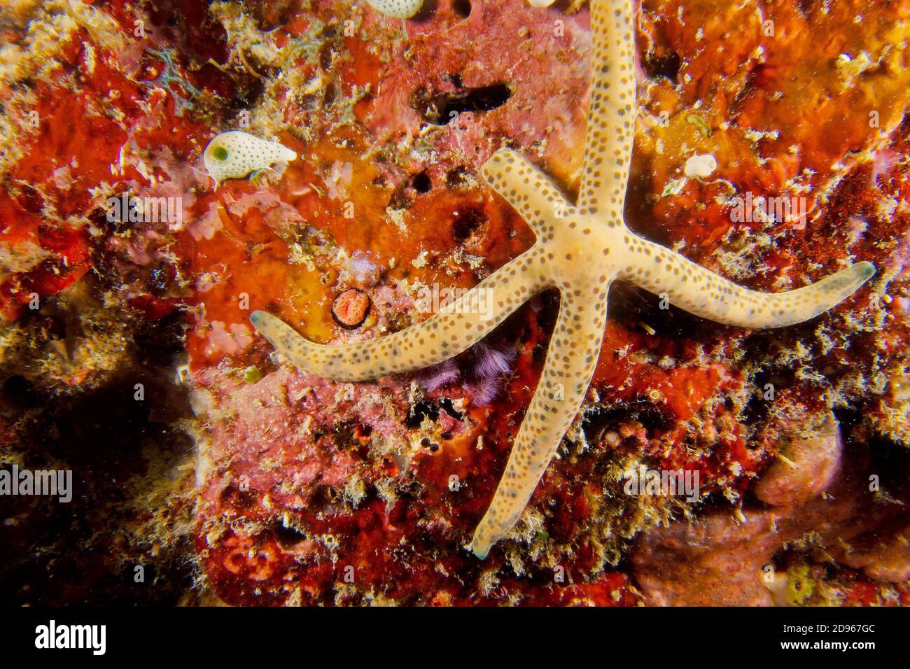 Indian ocean starfish hi-res stock photography and images - Alamy