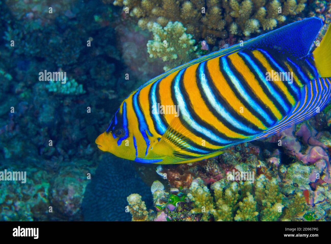 Blue marine angelfish hi-res stock photography and images - Alamy