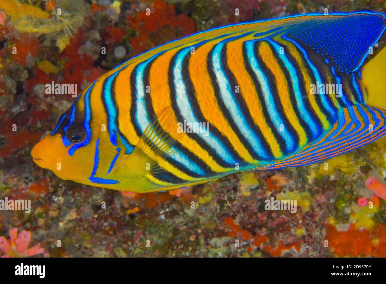 Blue marine angelfish hi-res stock photography and images - Alamy