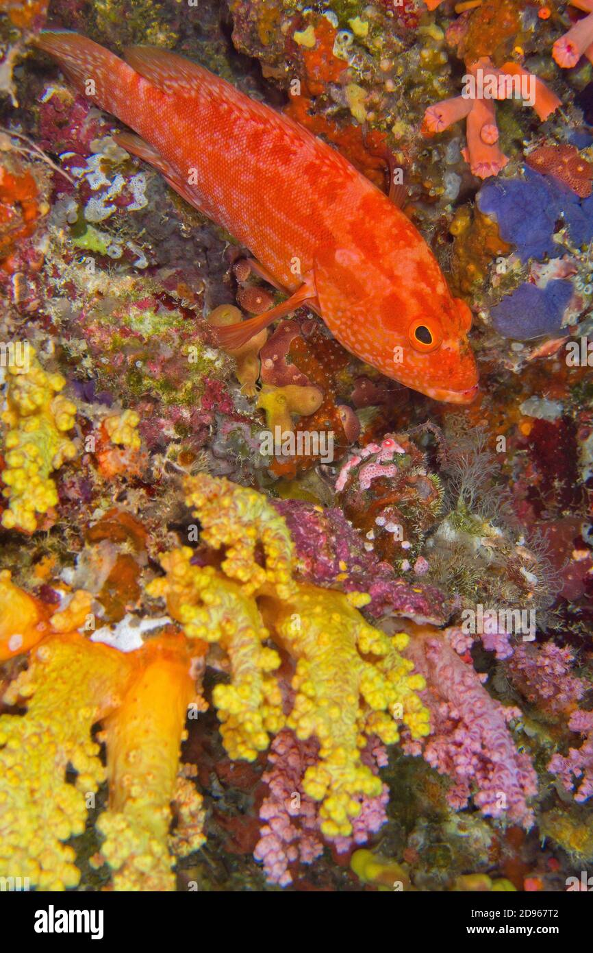 Orange fish coral reef hi-res stock photography and images - Alamy