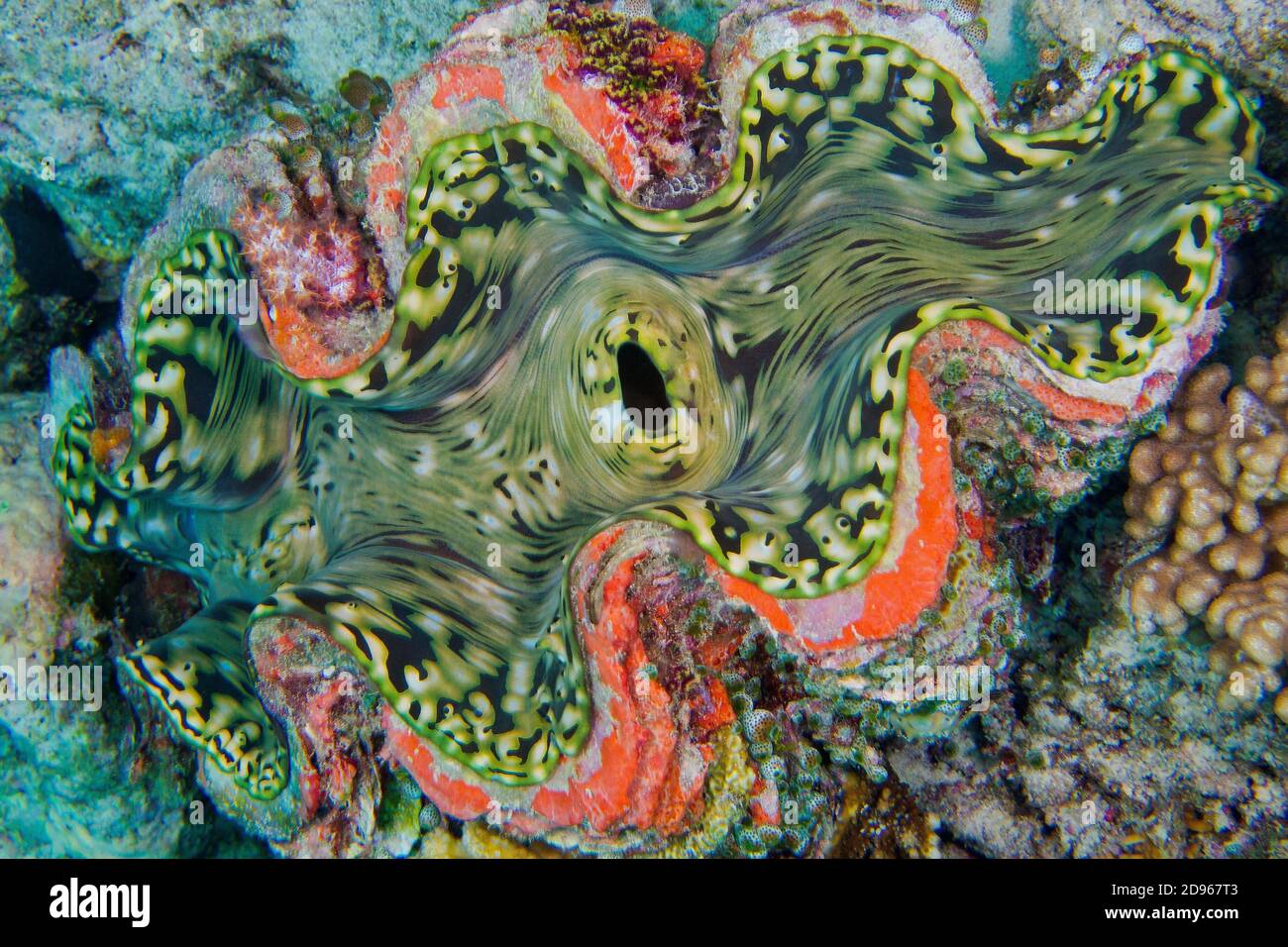 Giant Clam Tridacna Gigas High Resolution Stock Photography and Images ...