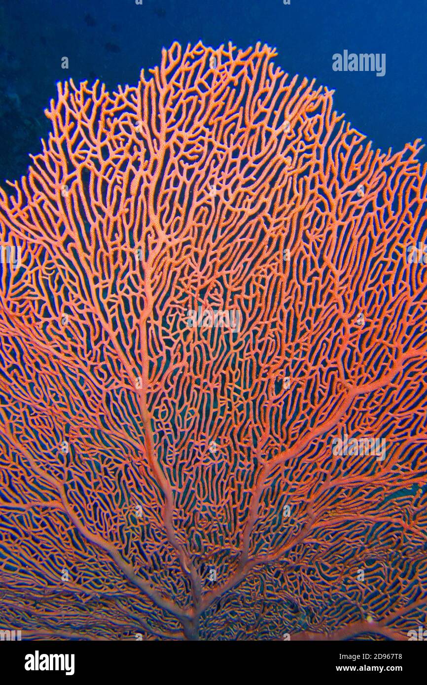 Sea Fan