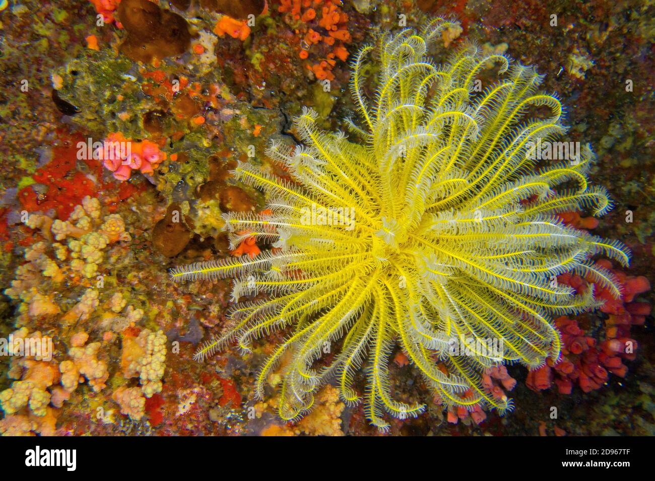 Underwater crinoid feather star hi-res stock photography and images - Alamy