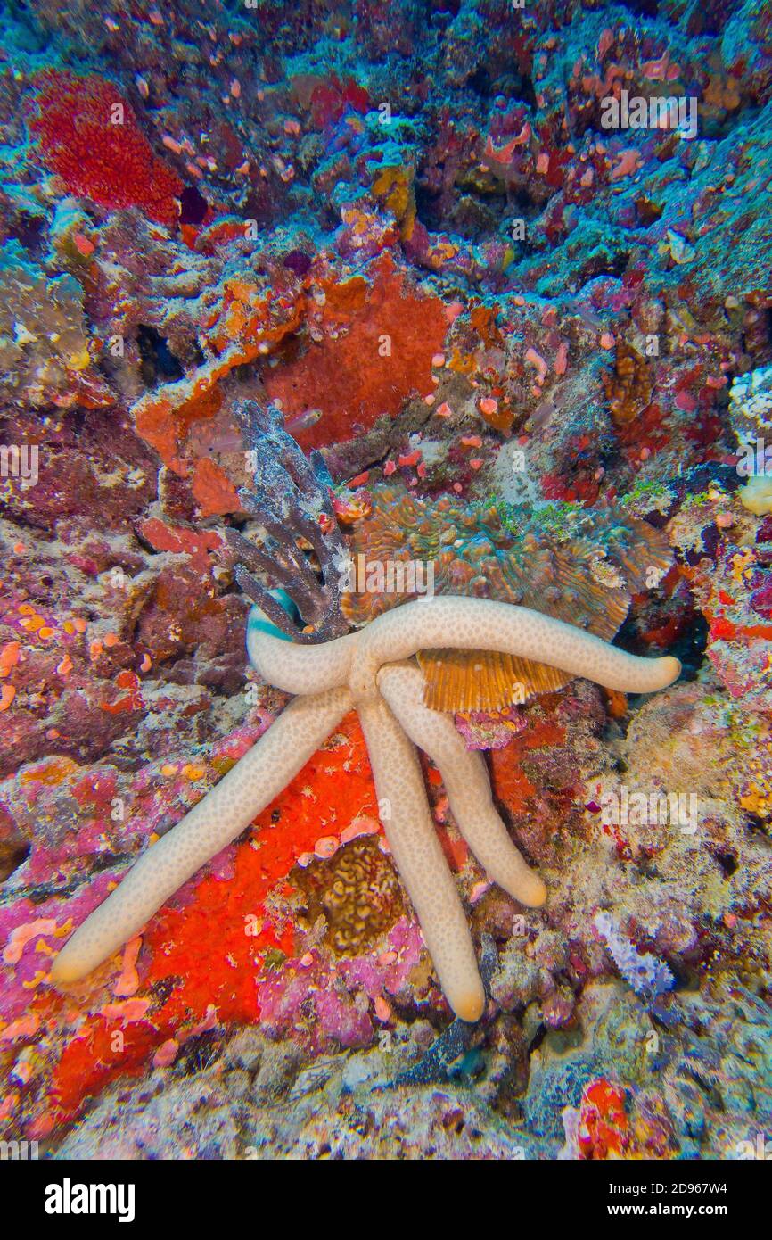 Starfish Coral Reef High Resolution Stock Photography and Images - Alamy