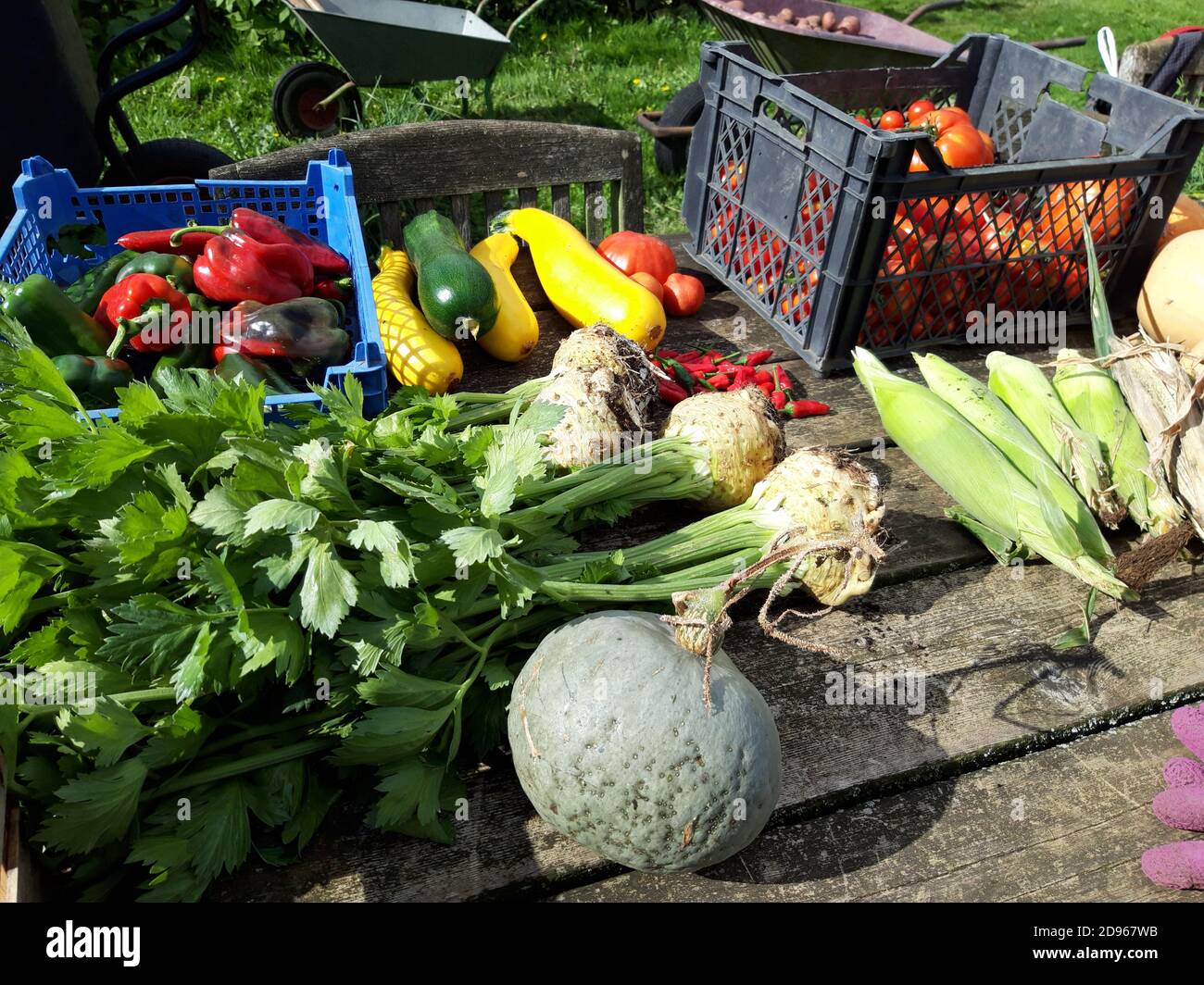 Display of freshly picked organically grown vegetables Stock Photo - Alamy