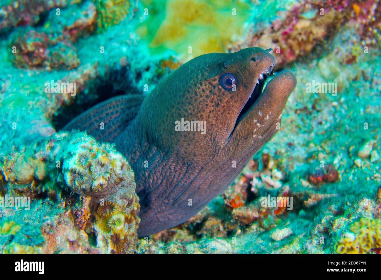 Maldives Predator Fish Atoll High Resolution Stock Photography and ...