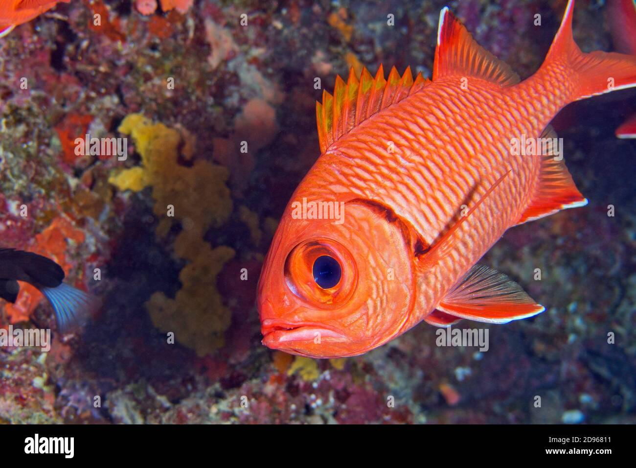 Asian diving ari atoll hi-res stock photography and images - Alamy