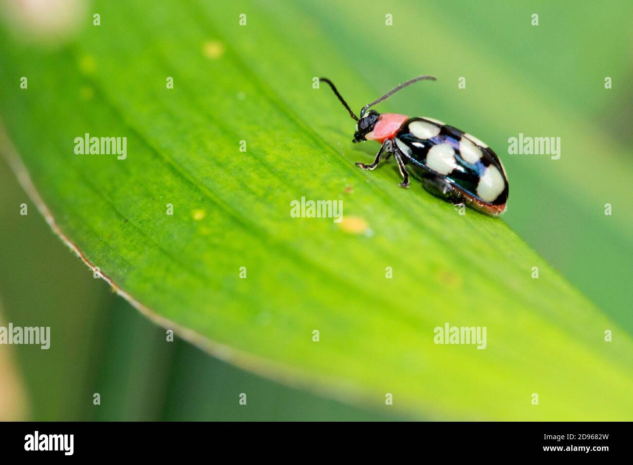 Rainforest insect beetle hi-res stock photography and images - Alamy