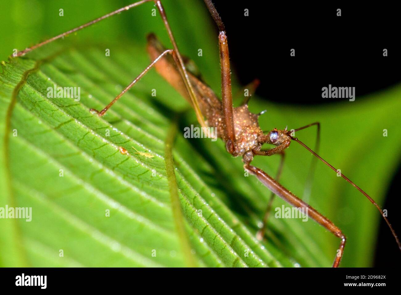Hemiptera heteroptera bug insect hi-res stock photography and images ...