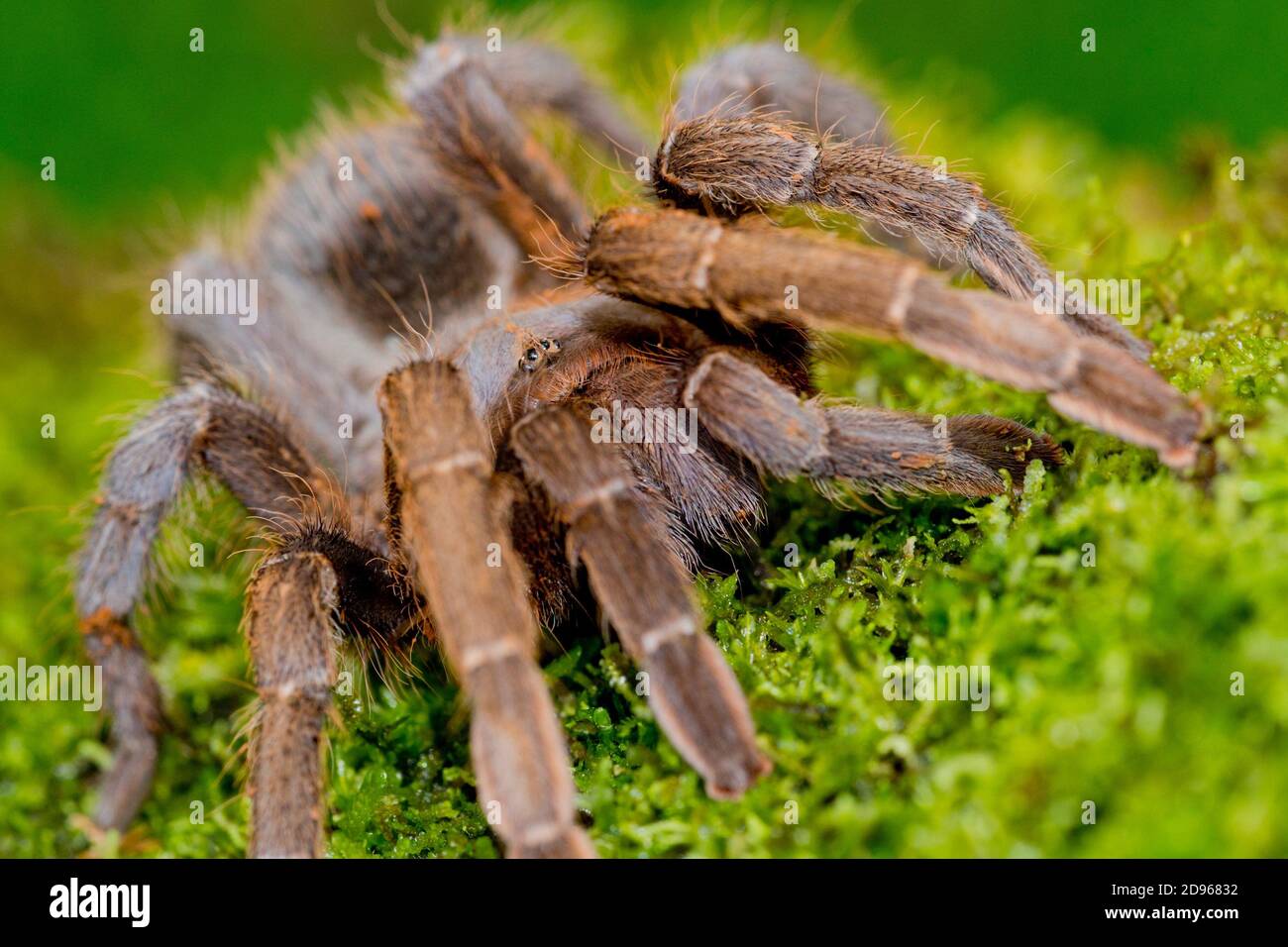 Tropical tarantula hi-res stock photography and images - Alamy