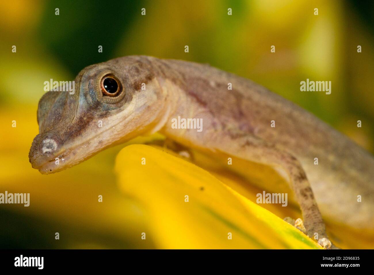 Tropical anole lizard hi-res stock photography and images - Alamy