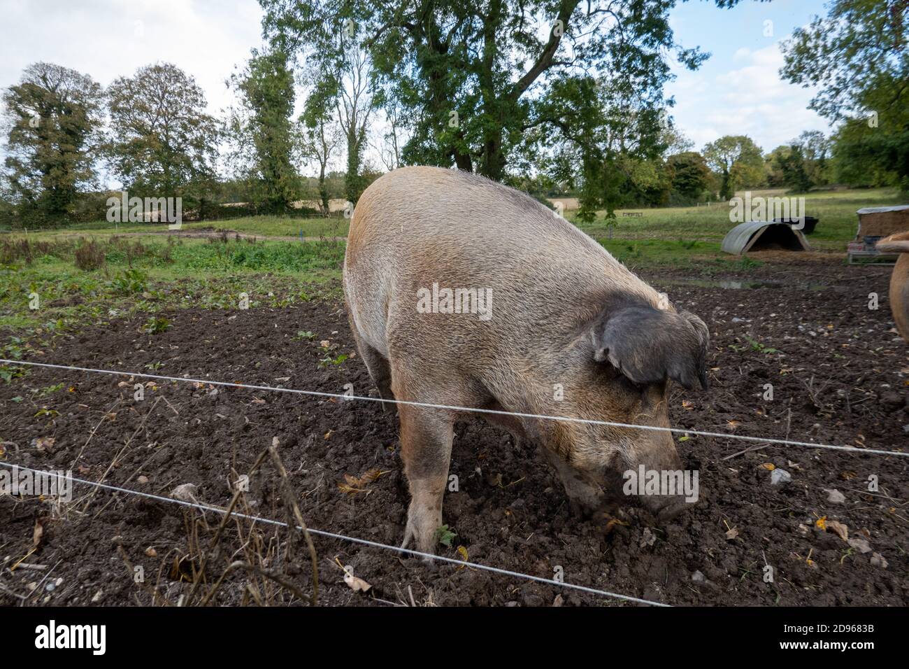 Pig in muddy pigsty Stock Photo - Alamy