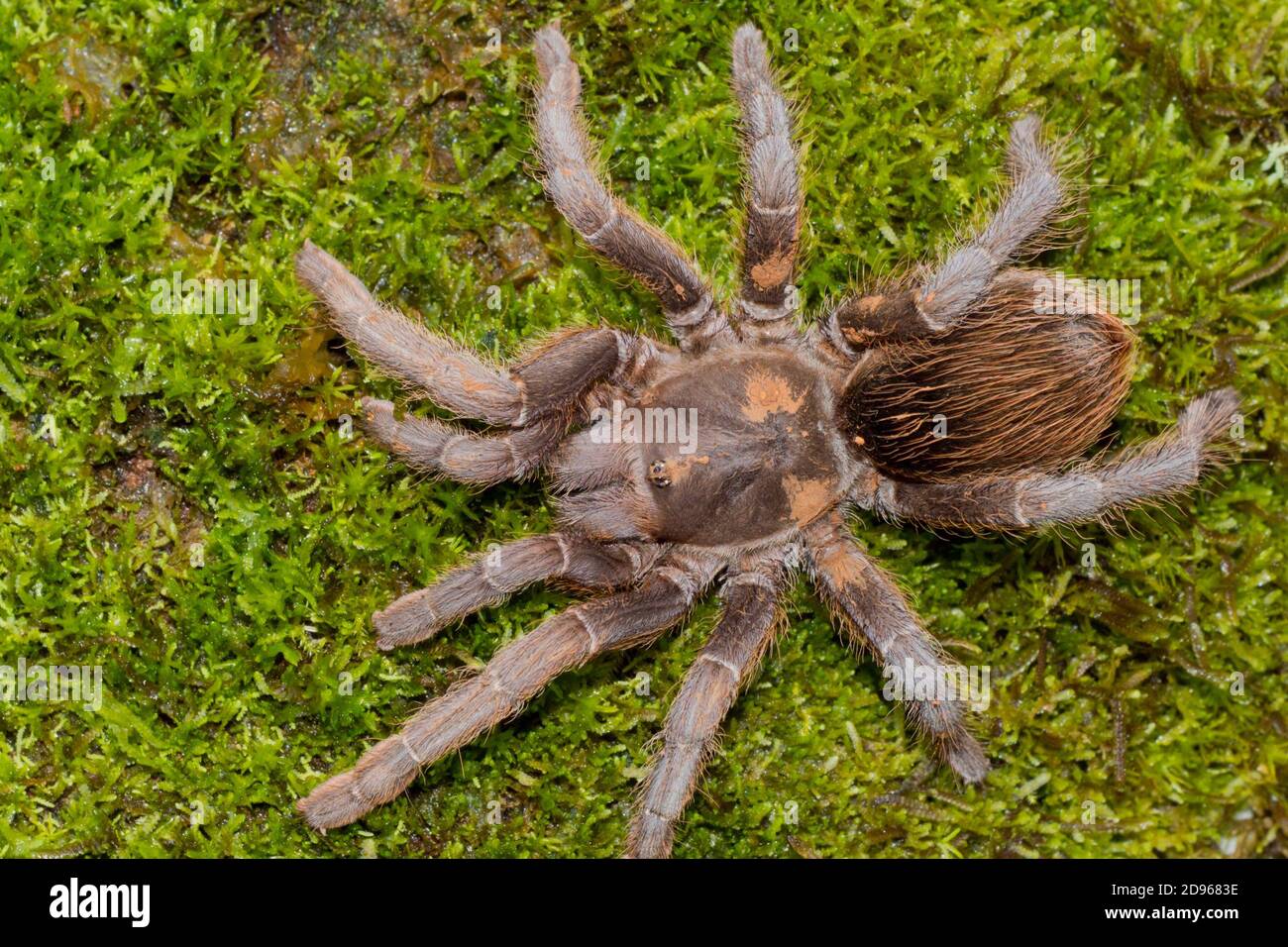Jungle tarantula hi-res stock photography and images - Alamy