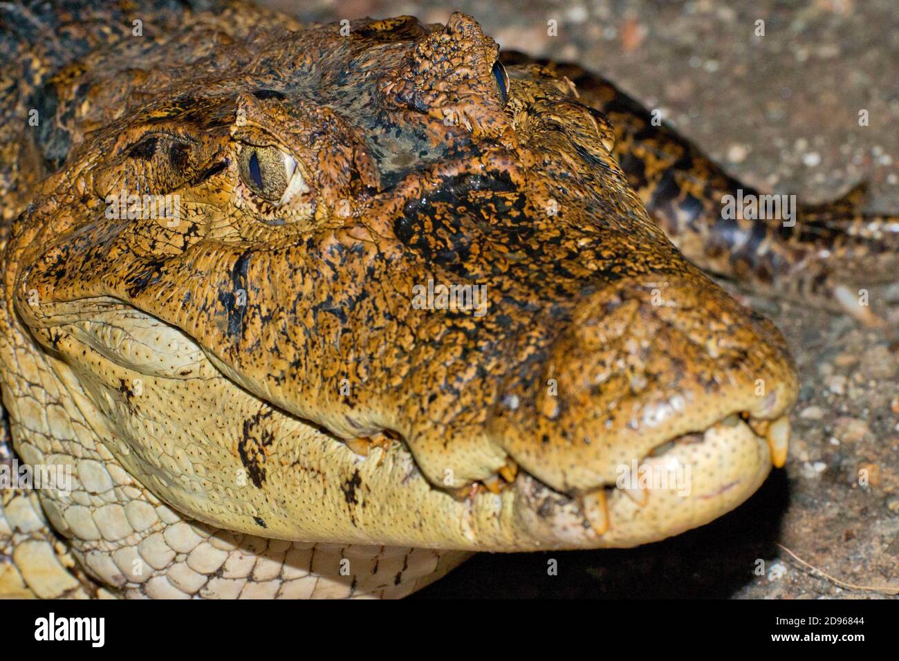 Common caiman caiman crocodilus hi-res stock photography and images - Alamy