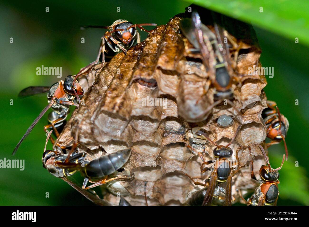 Forest wasp hi-res stock photography and images - Alamy