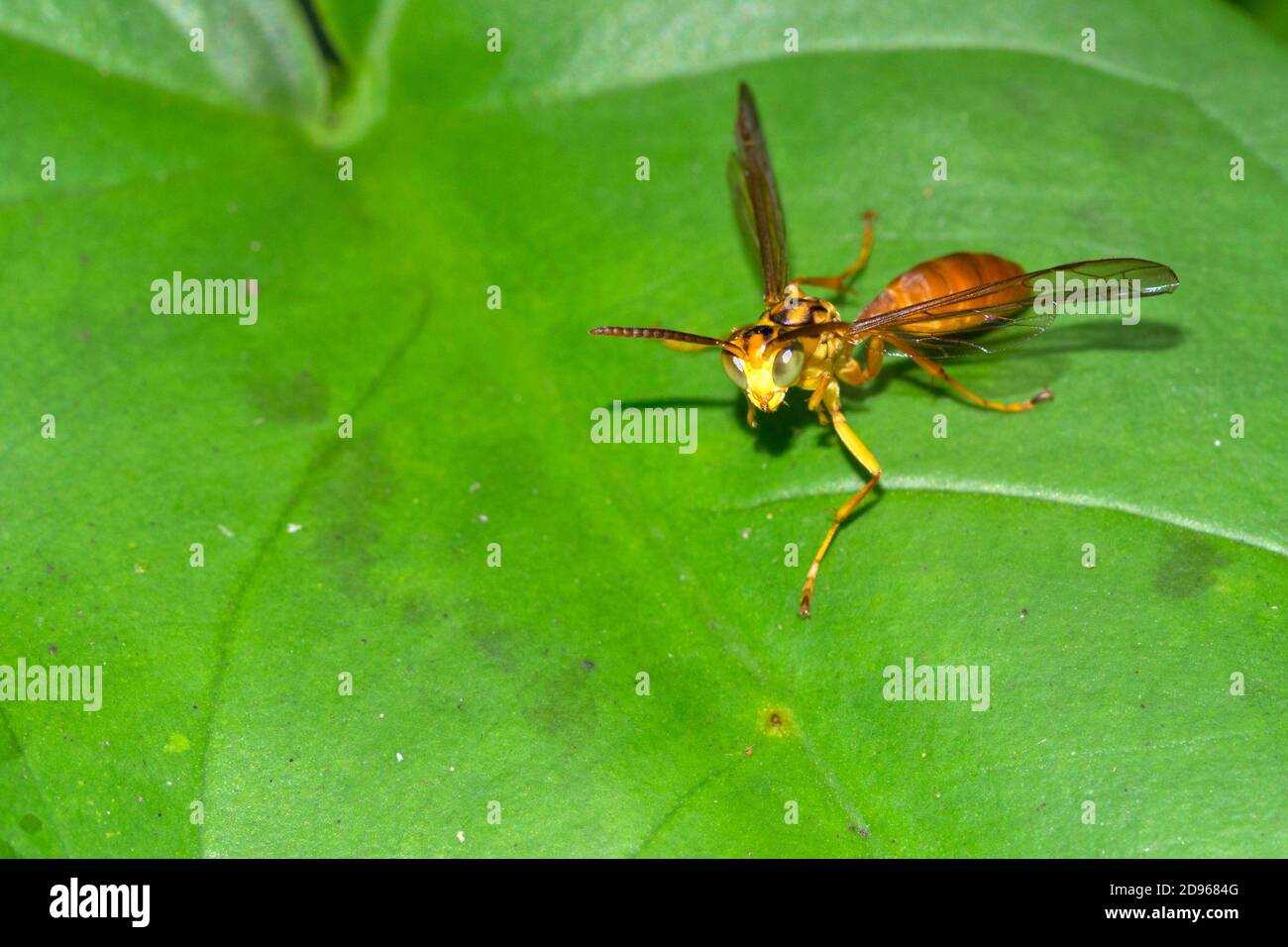 Wasp, Tropical Rainforest, Costa Rica, Central America, America Stock ...